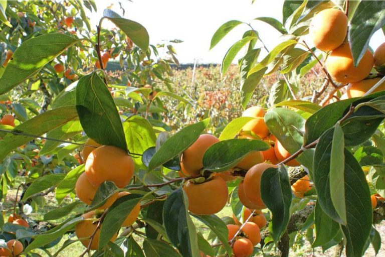 Diospireiros - Viveiros Valter