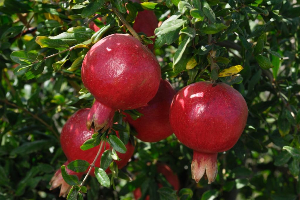 Romãzeiras - Viveiros Valter